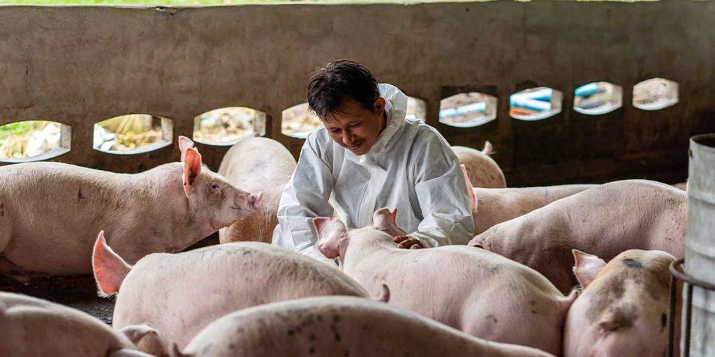 5 Best Gamefowl Breeds for Your New Breeding Business | UNAHCO