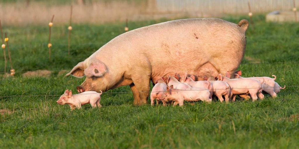 Kilalanin: The Best Gamefowl Bloodlines in the Philippines | UNAHCO