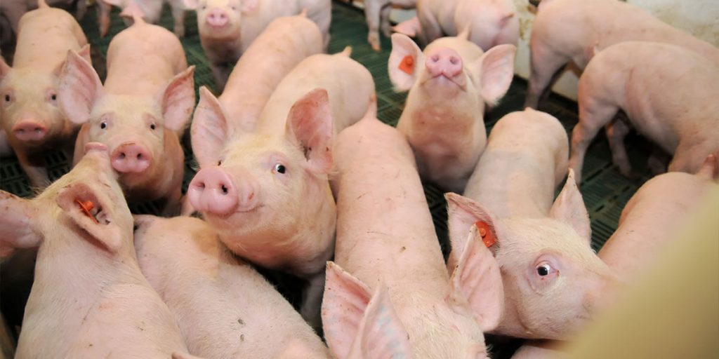 4 Senyales na Kailangan nang Purgahin ang Alagang Baboy | UNAHCO