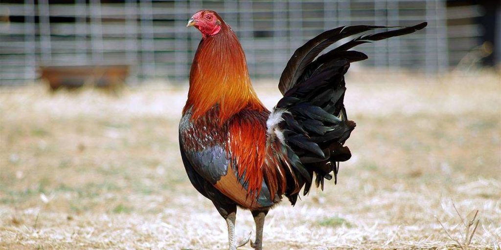 Pigrolac Feeding Guide: Alamin ang Tamang Pakain | UNAHCO