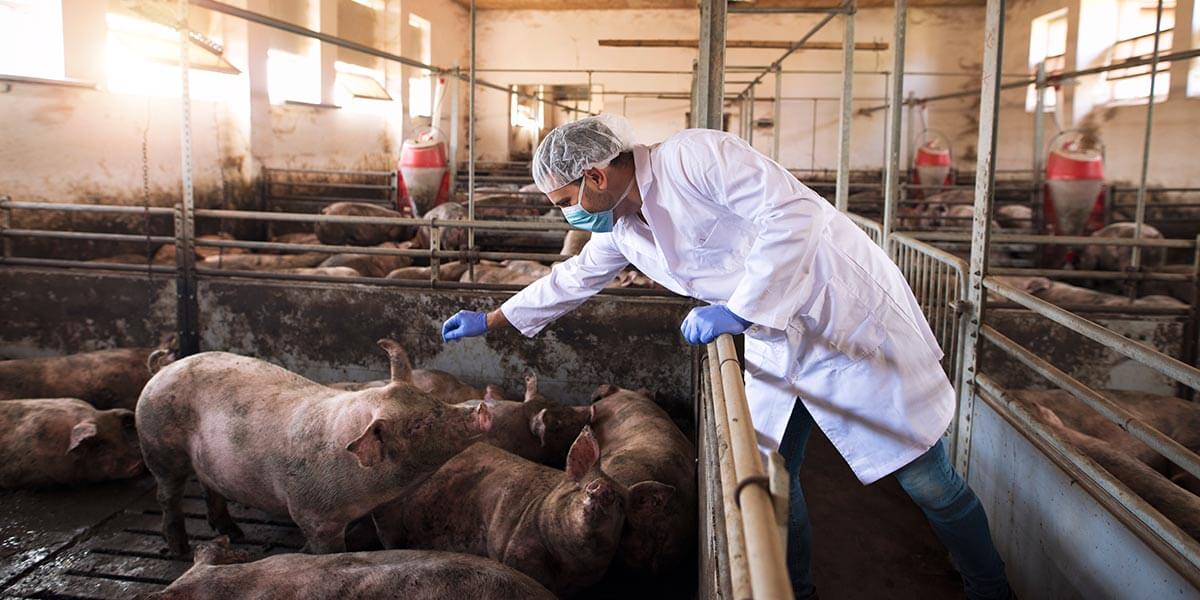 Guidelines for Disinfecting Your Farm During Pandemic | UNAHCO