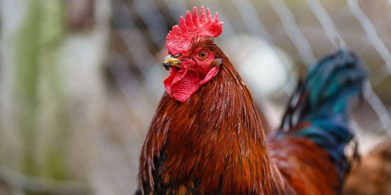 The Do's and Dont's of Gamefowl Nutrition & Feeding | UNAHCO