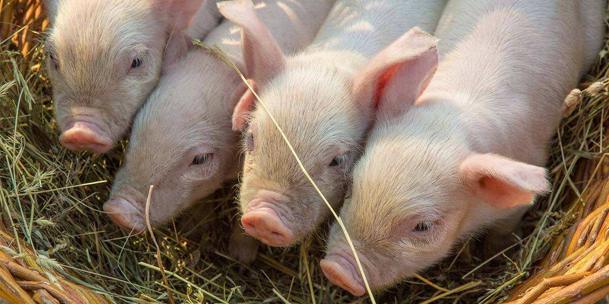 How to Manage & Take Care of Newborn Piglets | UNAHCO