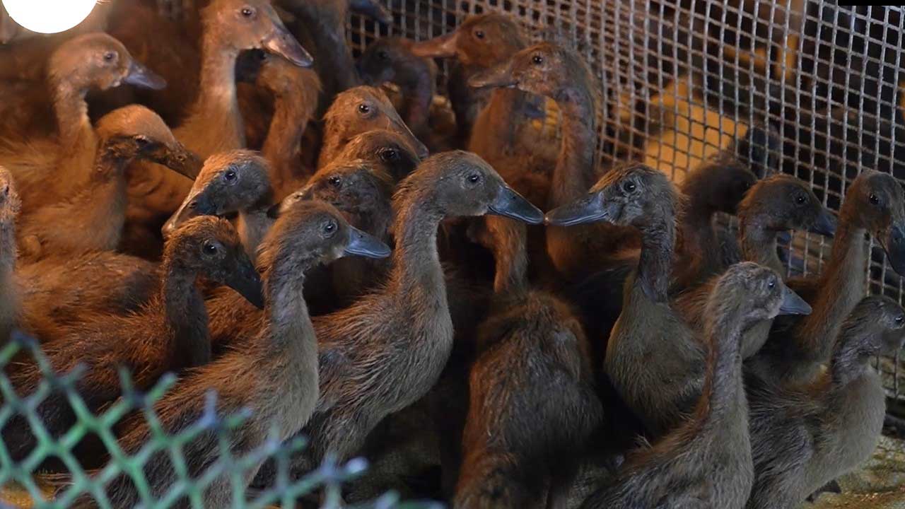 Itik-Pinas Pamparami Program: Alamin ang Basics at Benefits | UNAHCO