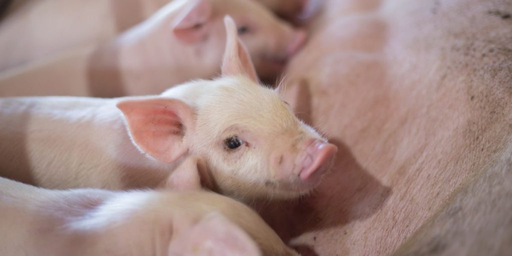4 Tips Para Sa Paglago Ng Piggery Business | UNAHCO