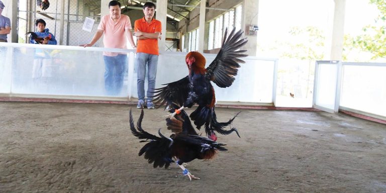 Tried and Tested: The 21 Day Gamefowl Conditioning Program | UNAHCO