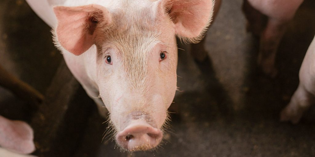 Kilalanin: The Best Gamefowl Bloodlines in the Philippines | UNAHCO